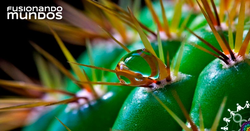 La historia del cactus ALECH (Wachuma-San Pedro) en la tierra ...